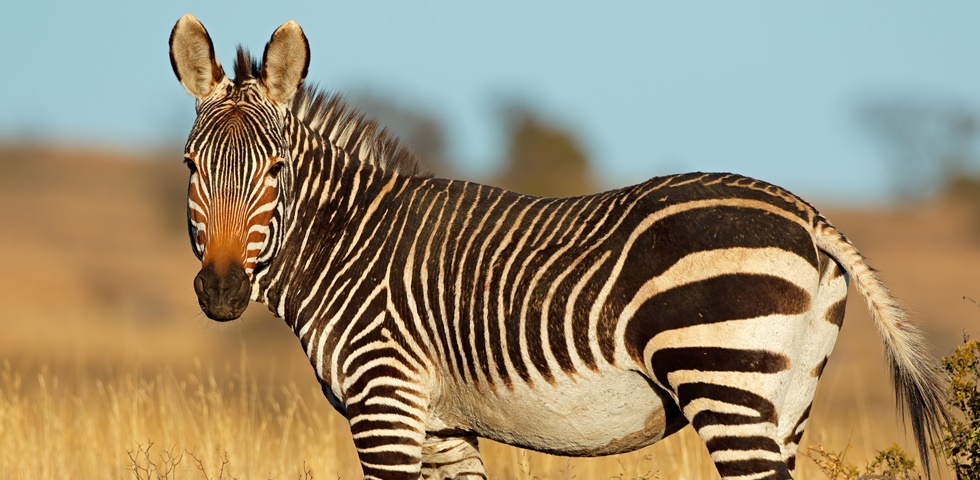 Valójában ezért csíkosak a zebrák