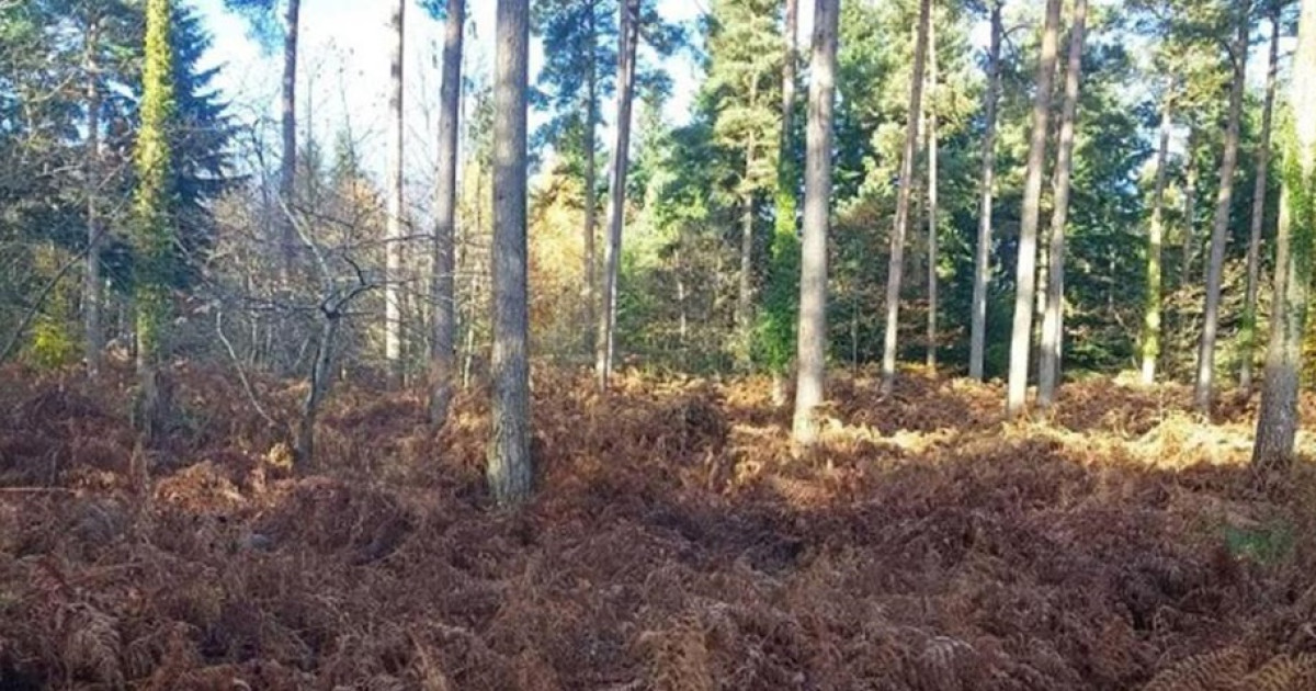 Van egy nagy fekete kutya a képen, mégsem látja senki | Femcafe