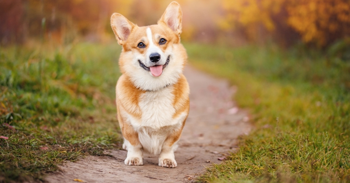 Nem hiszed el, mit tett ez a corgi a család újszülött kisfiával ...